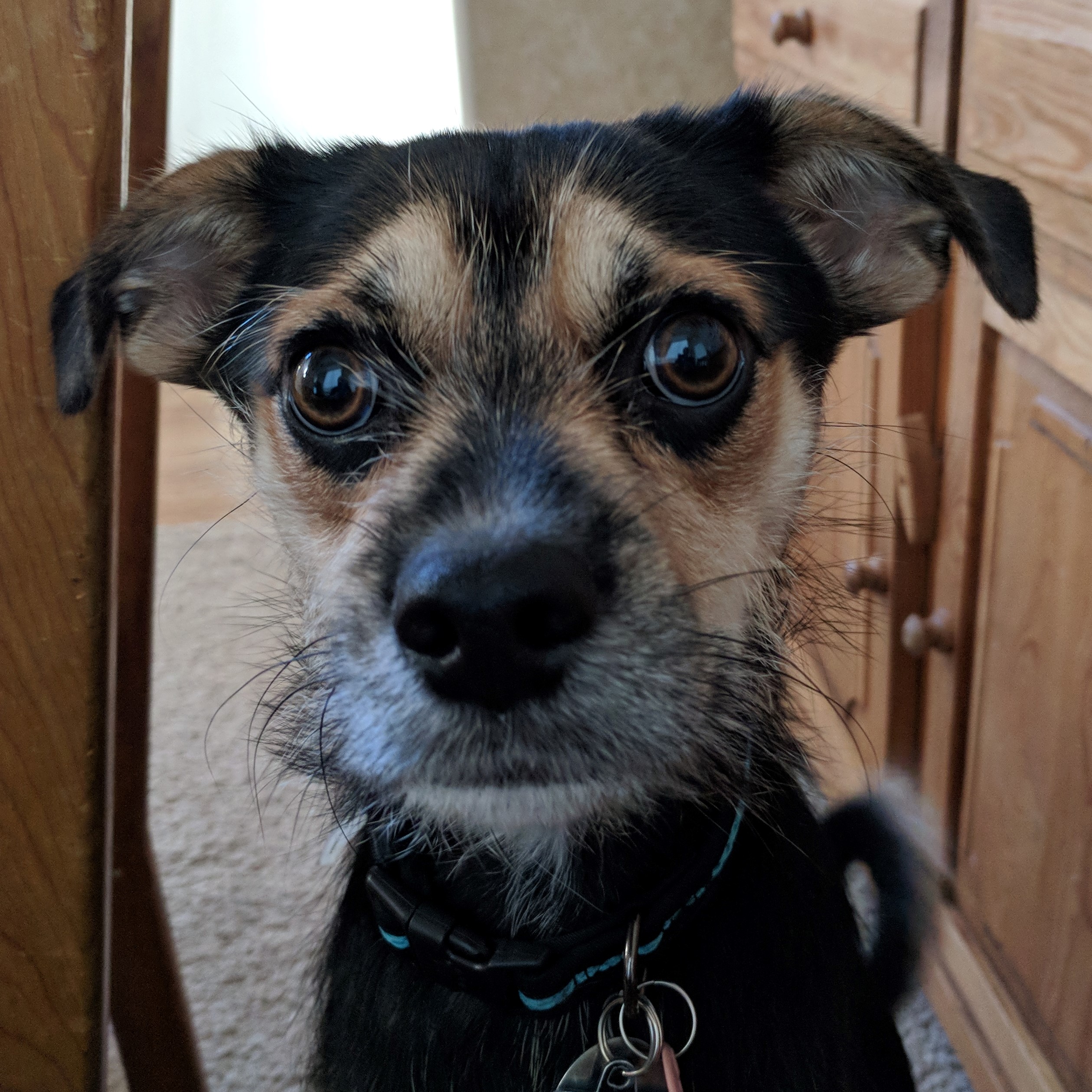 God’s Dog – iStruggle